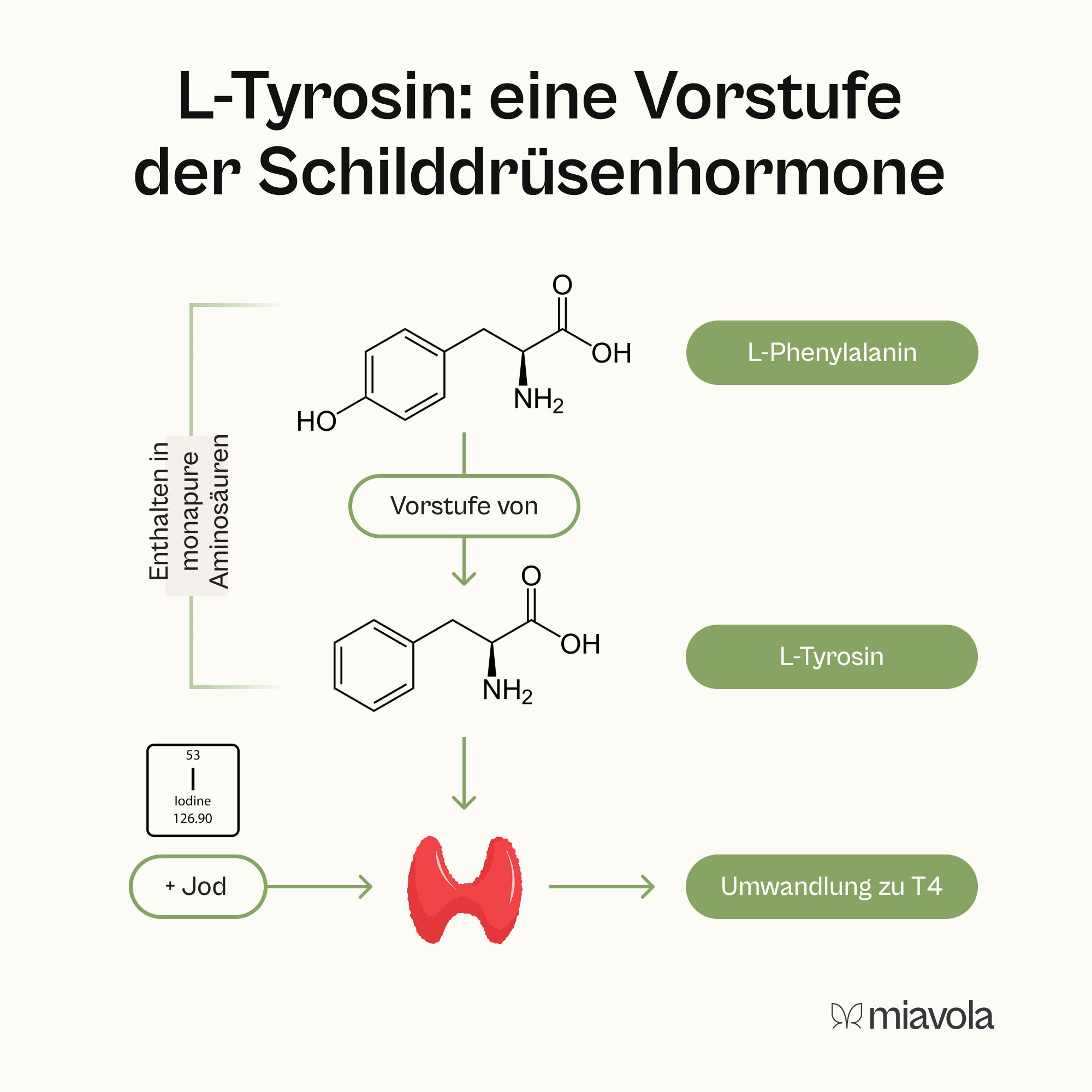 Das Protein-Bundle - 60 Tage Vorrat – miavola